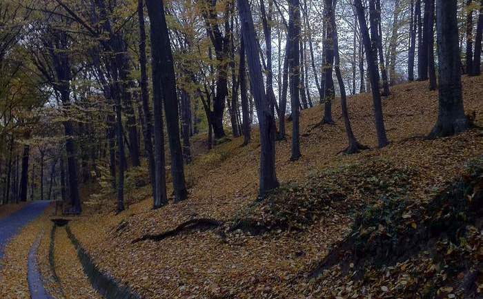 Un nou proiect pentru pădurea Trivale