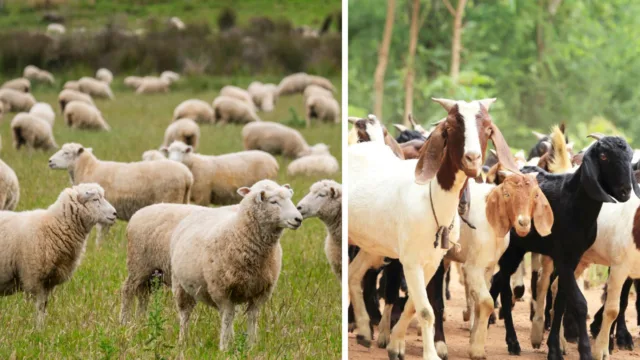 S-a mărit subvenția APIA la ovine și caprine! Diferența, în conturi ...
